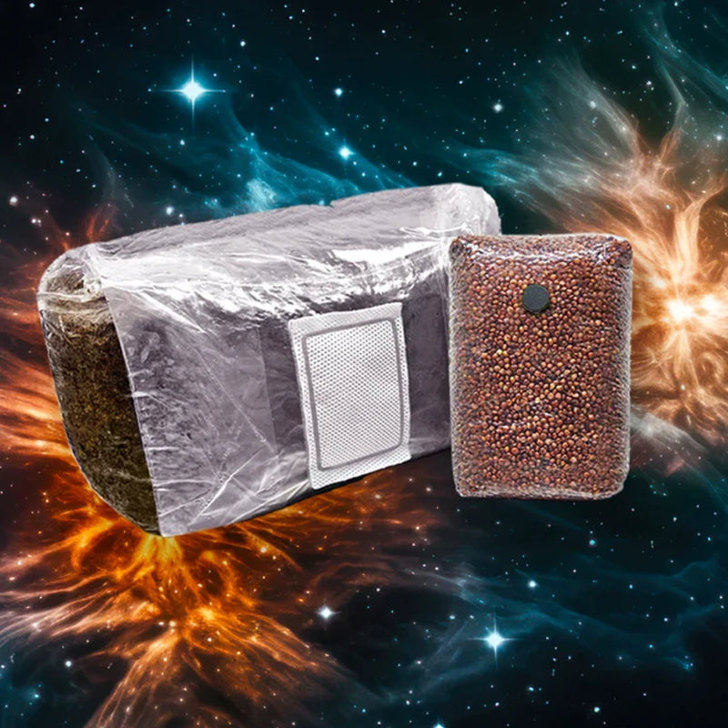 Mycology Simplified – Mycologysimplified