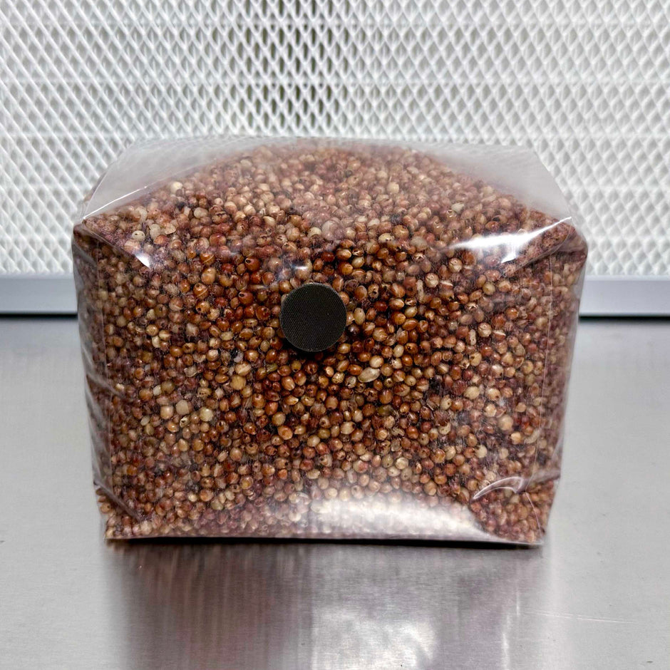 Sterile Grains – Mycologysimplified