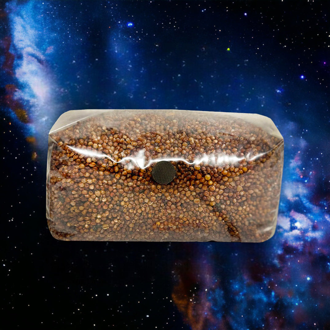 5 lb Sterile Milo/Sorghum Grain Spawn–Vacuum‑Sealed with Injection Port ...