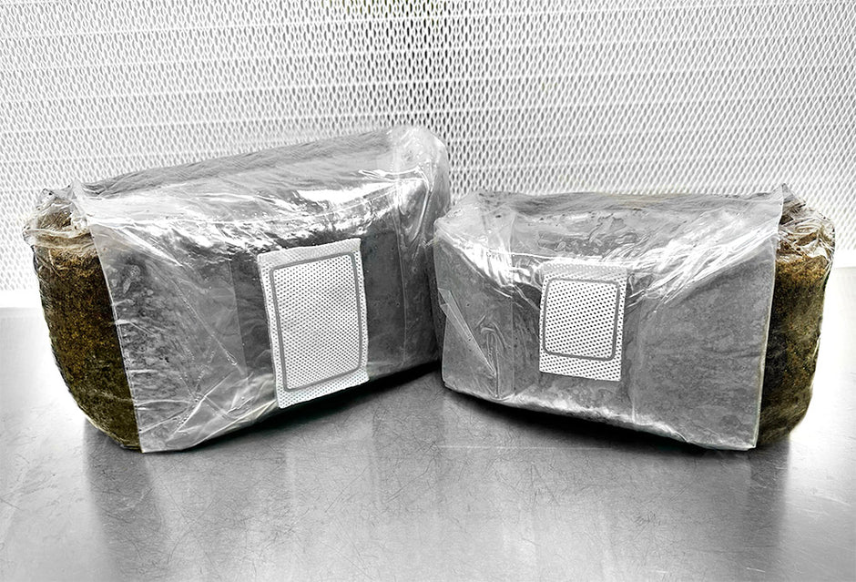 2 Pack of 3lb Milo Sorghum Sterile Grain Bags | Mushroom Cultivation ...