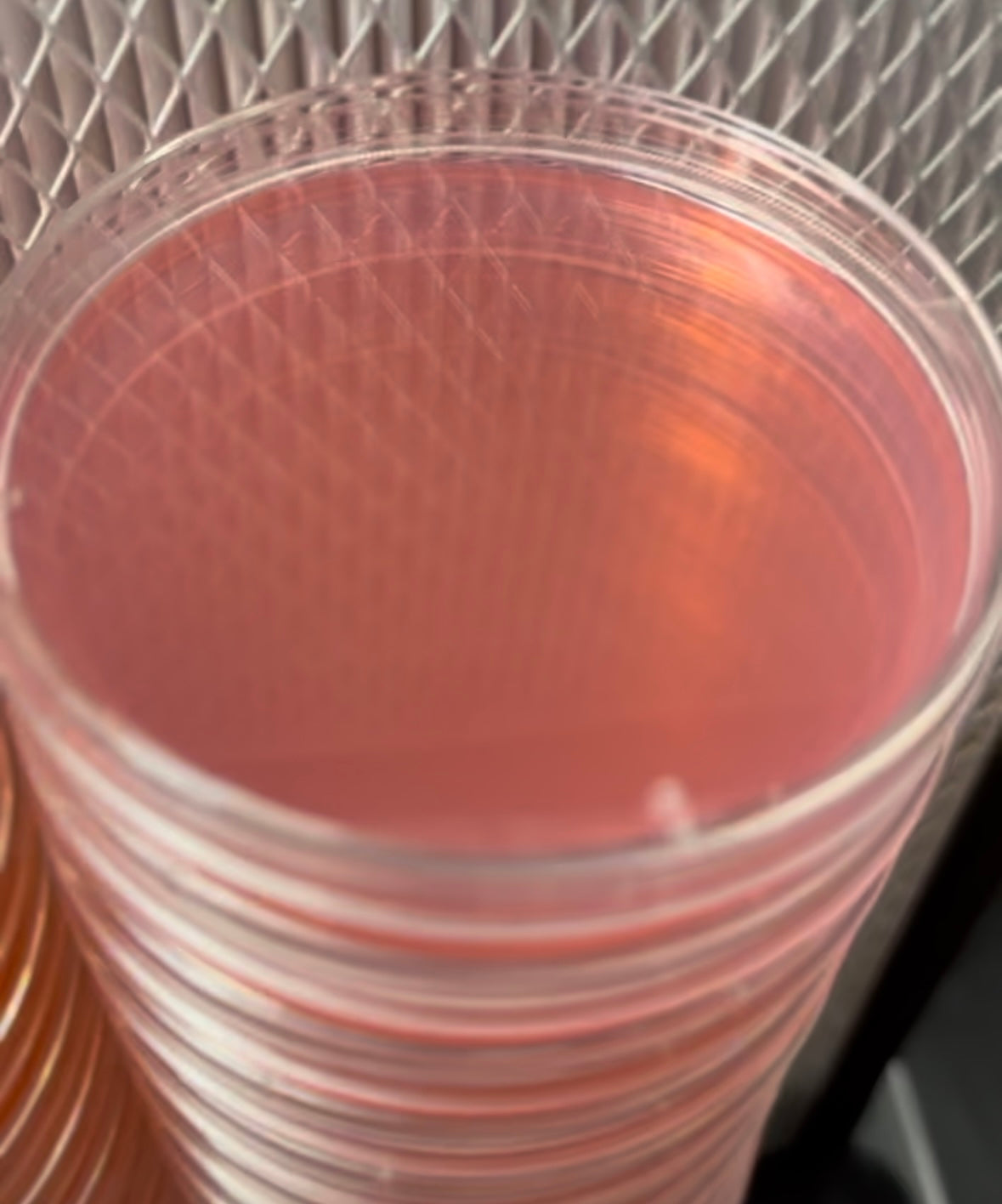 Pre Poured Sorghum Yeast Agar Plates | Optimal Growth Medium for ...