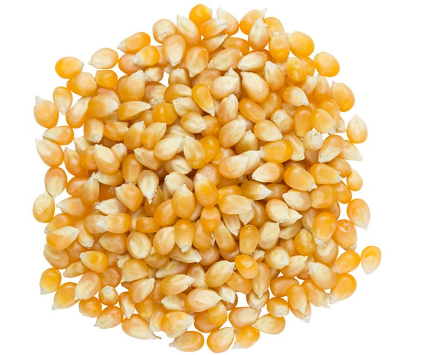 Drippy Corn Grain Spawn | 2 lb Sterile w/ Injection Port ...