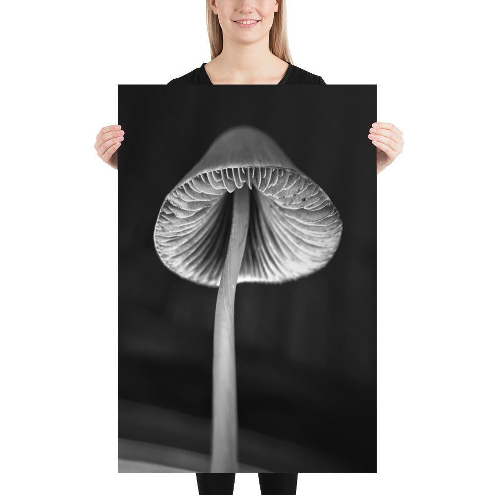 Mush Poster – Mycologysimplified