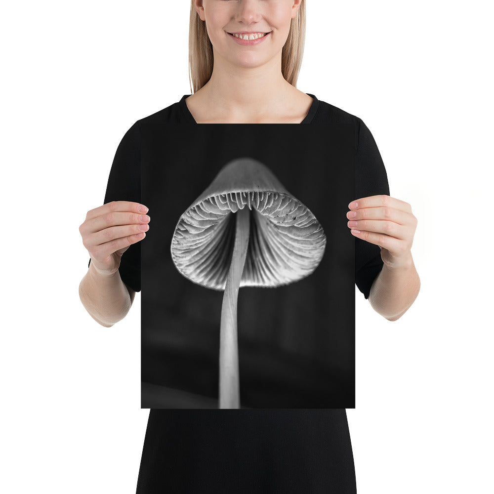 Mush Poster – Mycologysimplified